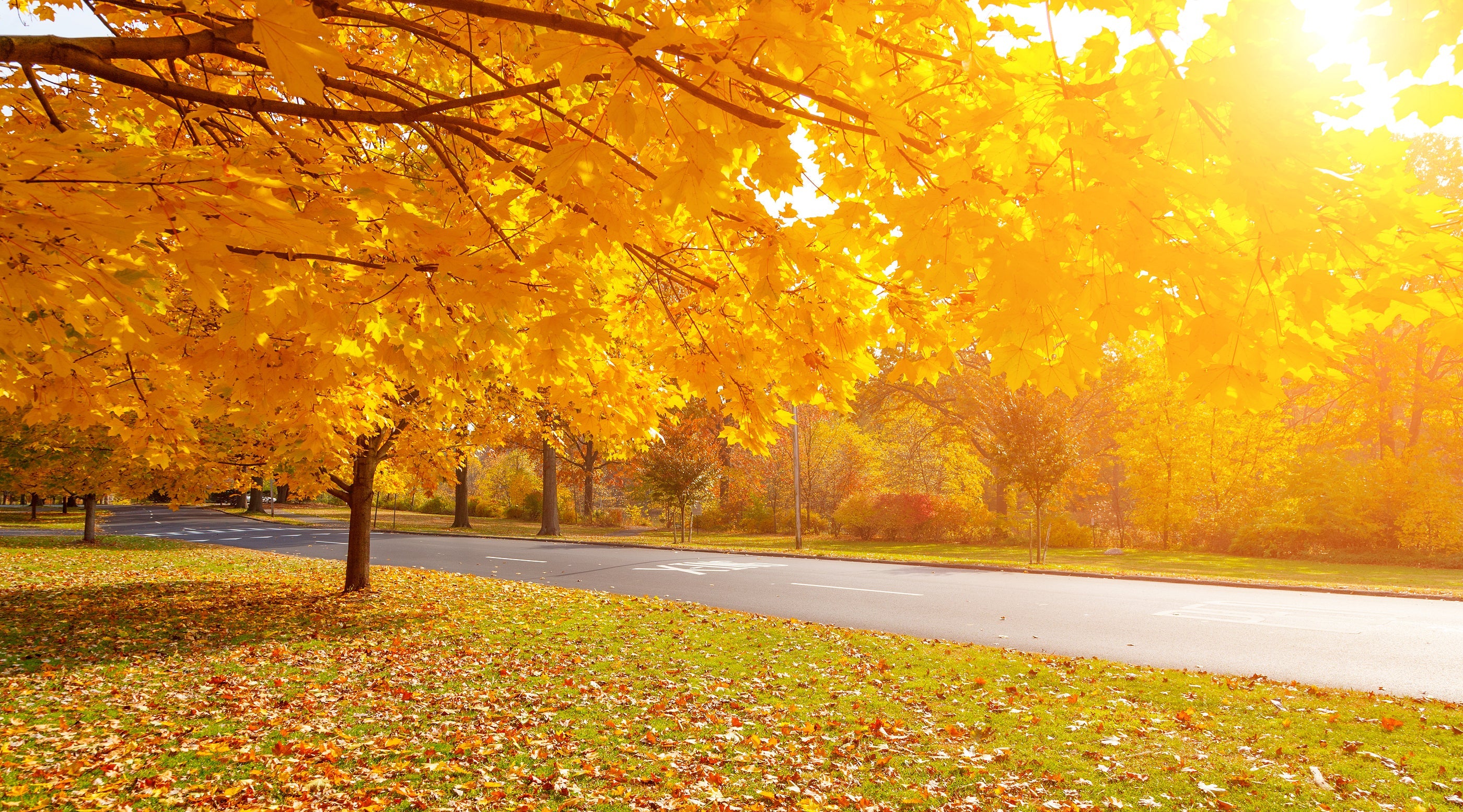 Fall Pole Banners - Display Sales